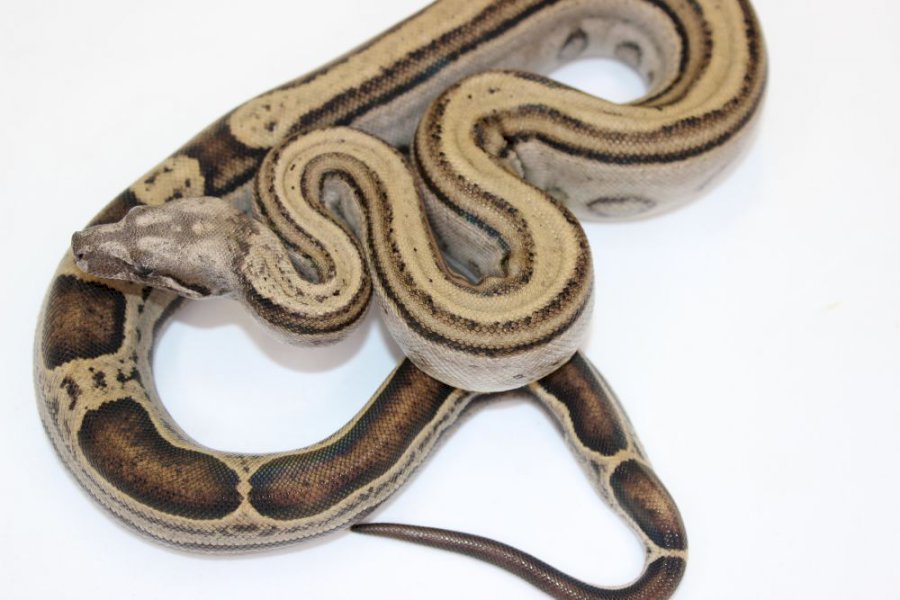 Boa Constrictor / VPI / Motley DH LEO- T+ VPI cod:#7-9-19 F - Boaline.it