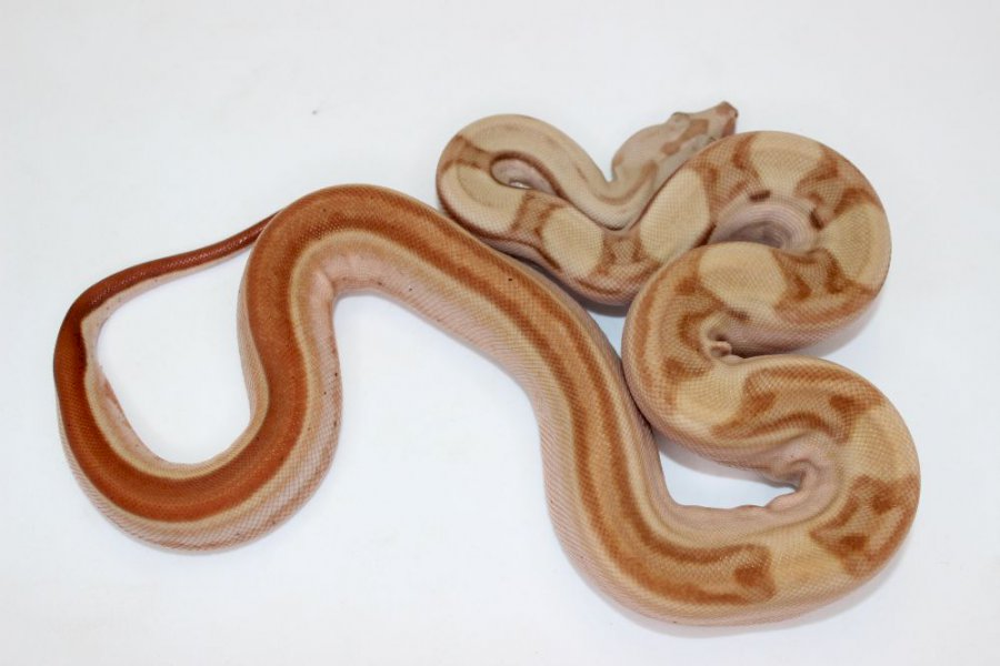 Boa Constrictor / Indy / Indy (poss super) motley hypo cod:#4-6-19F ...